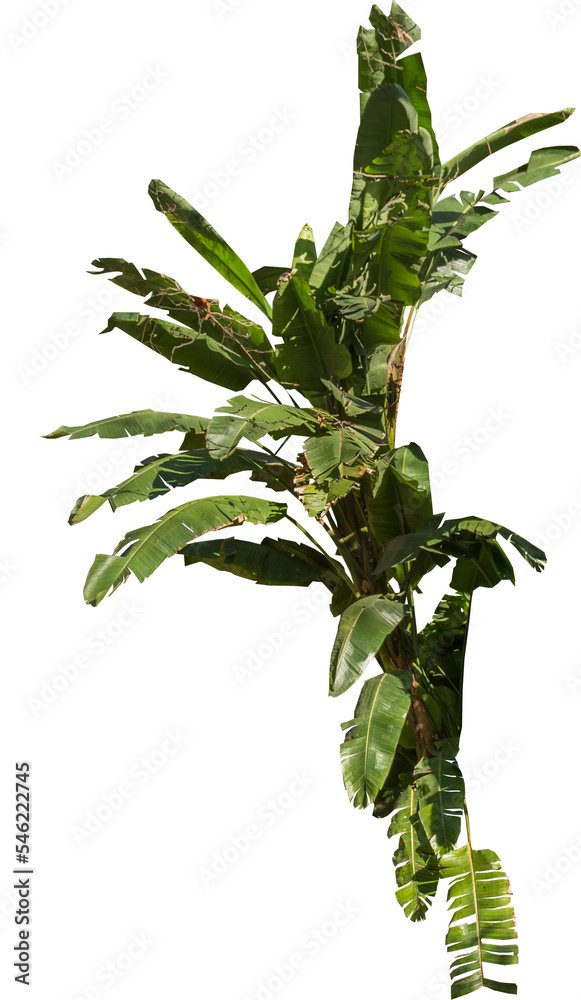 Isolated cutout of a banana tree on a transparent background Stock ...