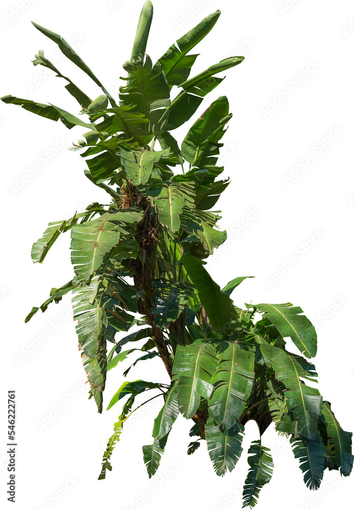 Isolated cutout of a banana tree on a transparent background Stock ...