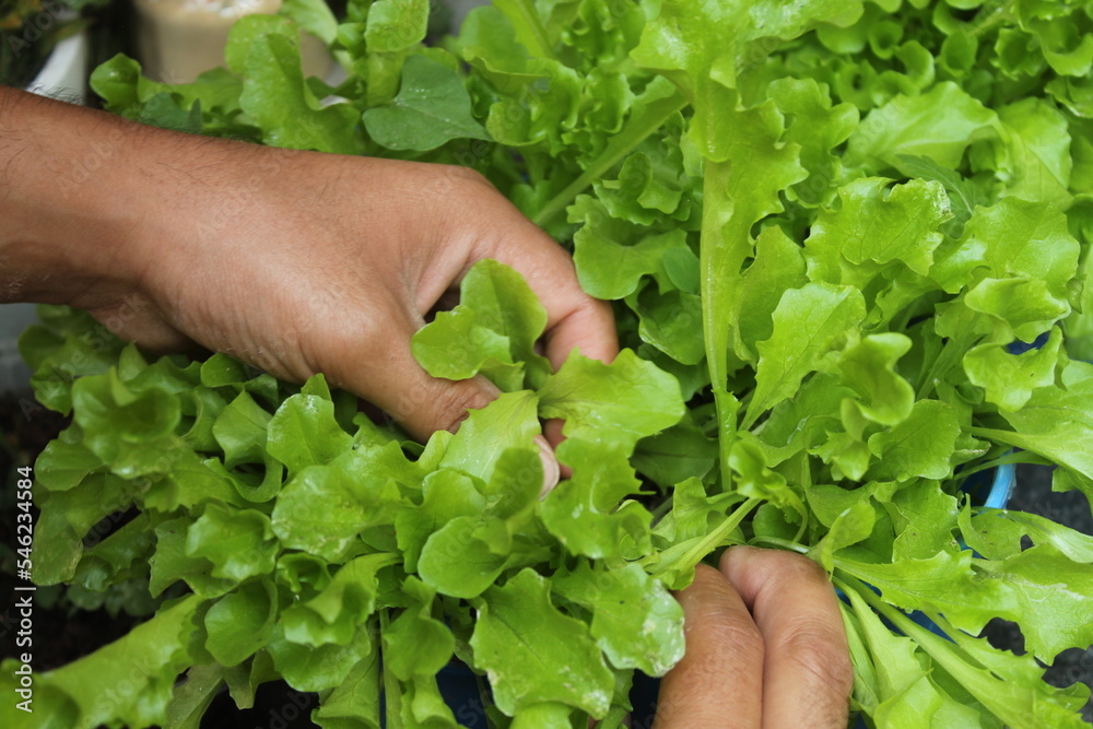 Persona cultivando plantín de lechuga con sus manos en una granja o ...