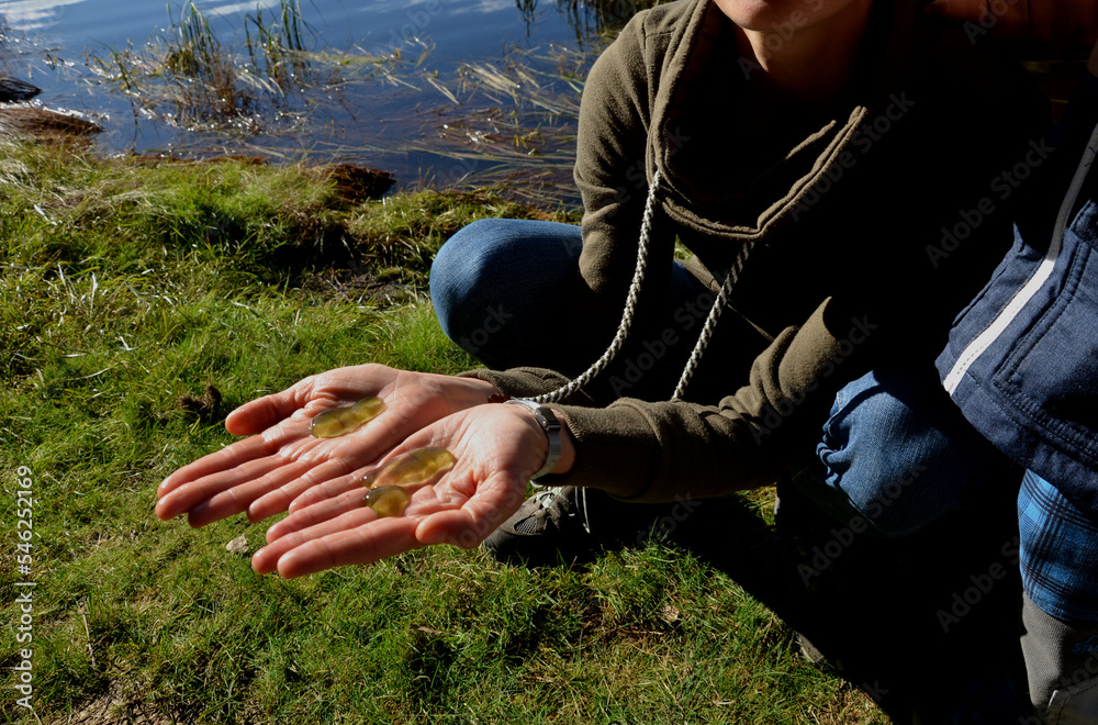 slime colonies with a diameter of up to several centimeters with a ...