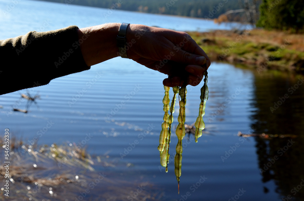 slime colonies with a diameter of up to several centimeters with a ...
