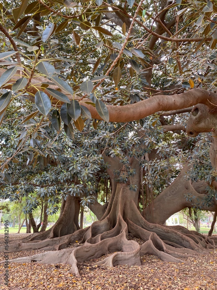 Old giant ficus tree, el Gran Gomero rubber tree with giant roots in ...