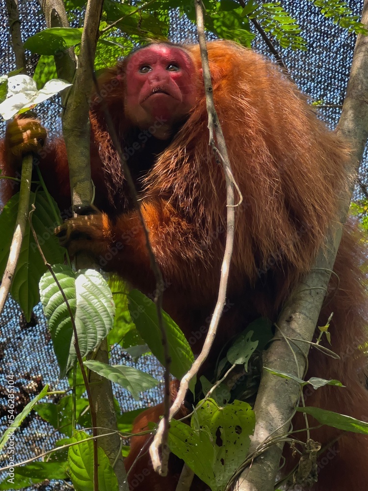 Uakari