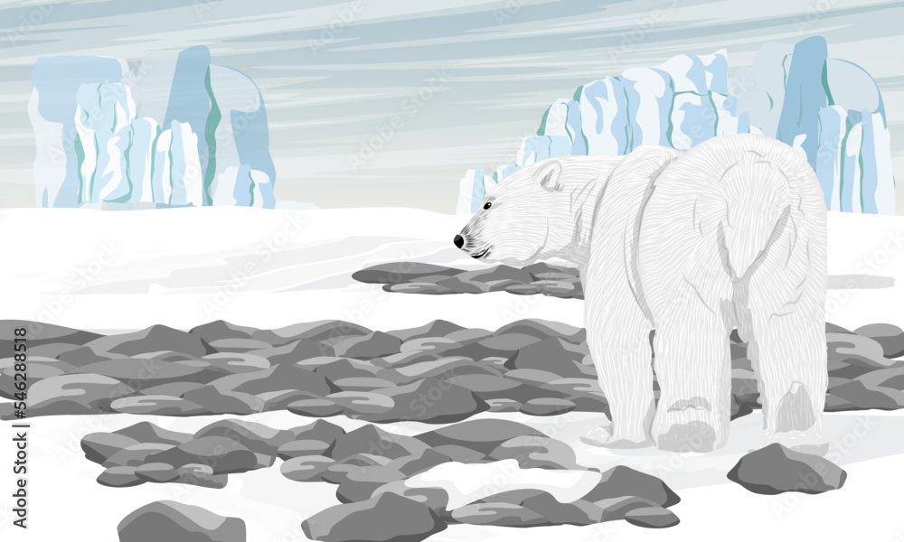 A polar bear walks along the snowy arctic tundra with snowdrifts, rocks ...