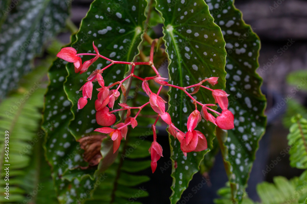 White Angel Begonia