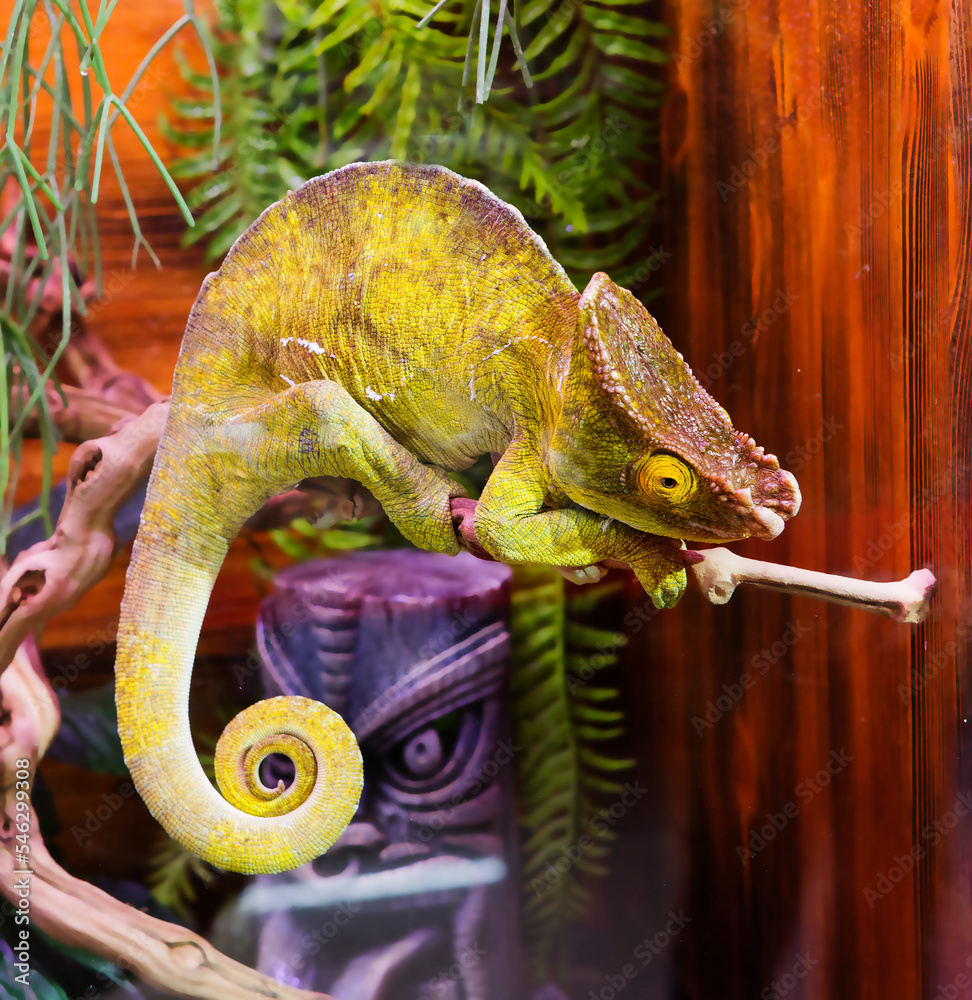 Parson's chameleon (Latin Calumma parsonii). This is a representative ...