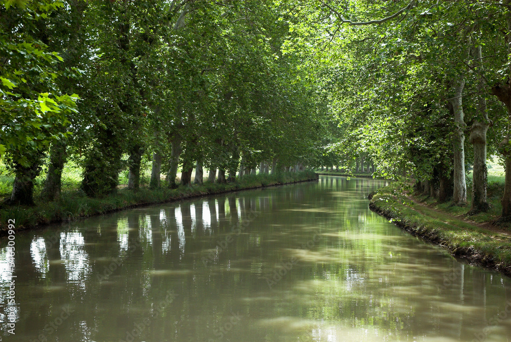 Platane, Platanus vulgaris, Canal du Midi, Patrimoine mondial UNESCO ...