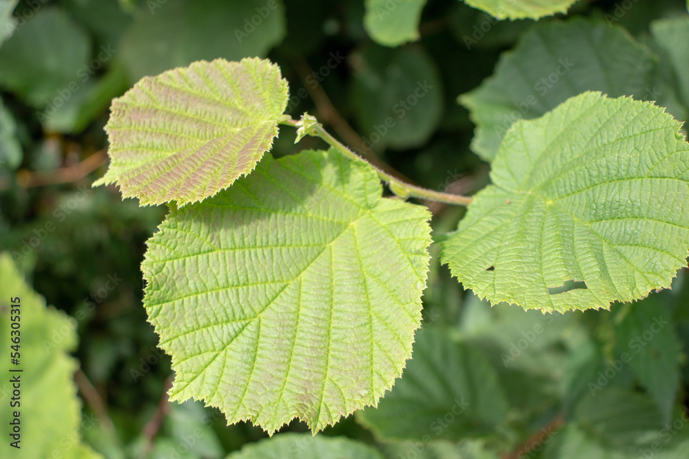 fully open green leaves and stem of the Hazel tree isolated on a ...