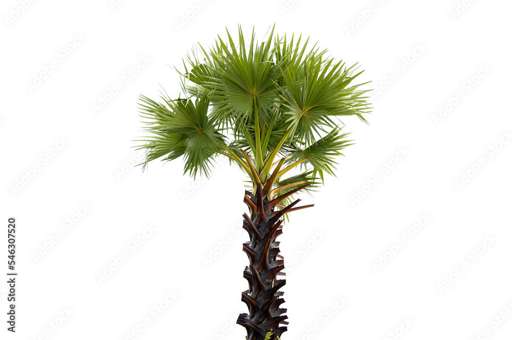 Isolated Palmyra palm trees on transparent background PNG file Stock ...
