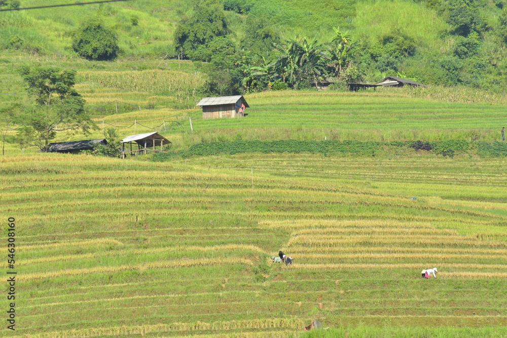 beautiful ripe rice terraces season in Mu Cang Chai, Yen Bai province ...