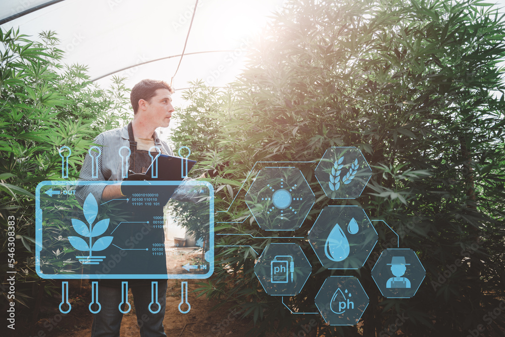 Cannabis farm IoT(Internet of Things)smart agriculture industry 4.0,5.0 ...