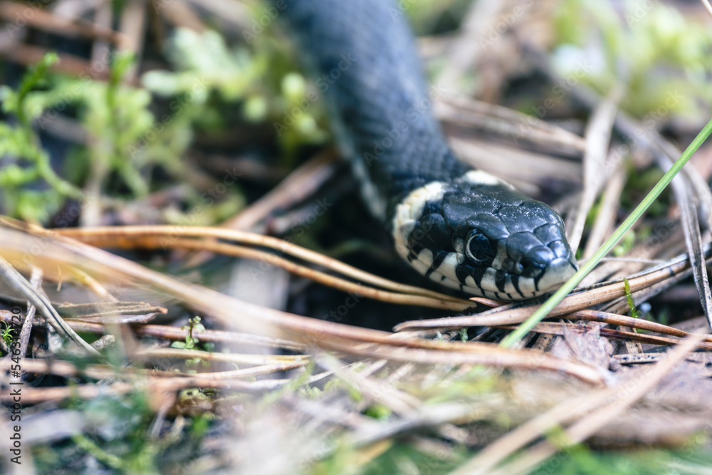 A non-venomous snake crawls in green grass. Natrix natrix, grass ...
