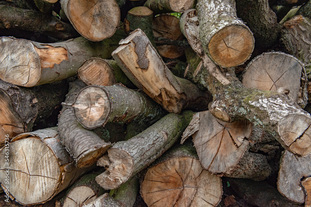 Wood pile of logs showing end grain and splitting Stock Photo | Adobe Stock