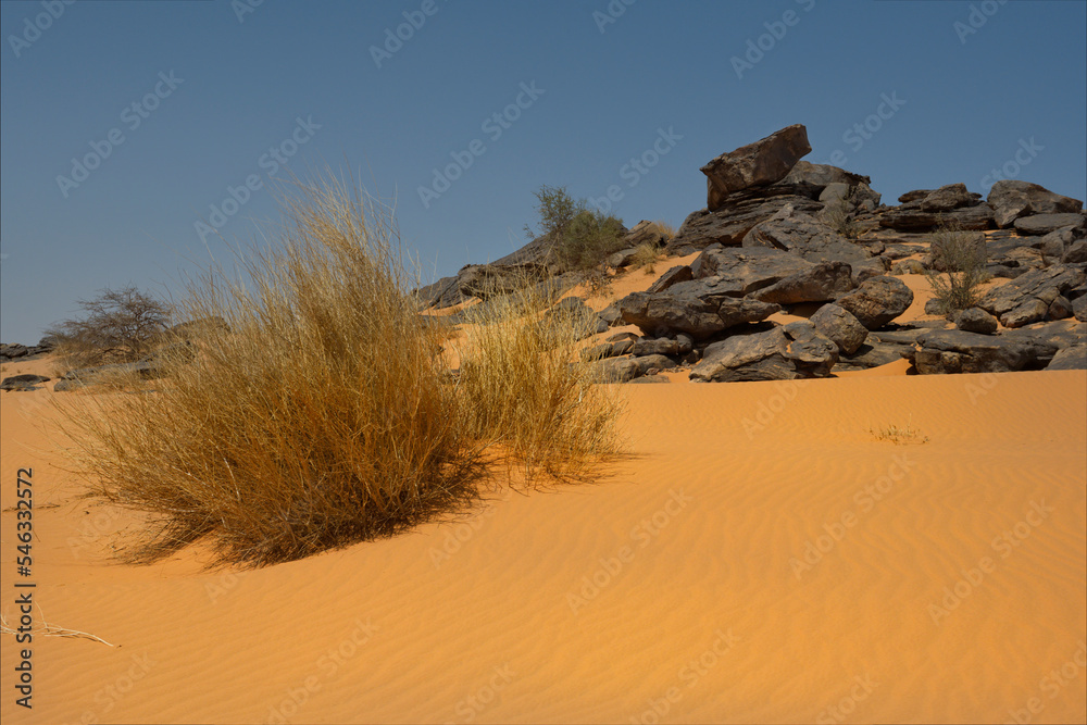 West Africa. Mauritania. Panorama of endless sand dunes of the Sahara ...