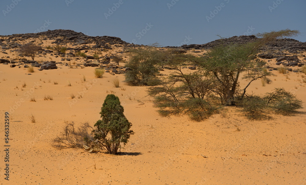 West Africa. Mauritania. Panorama of endless sand dunes of the Sahara ...