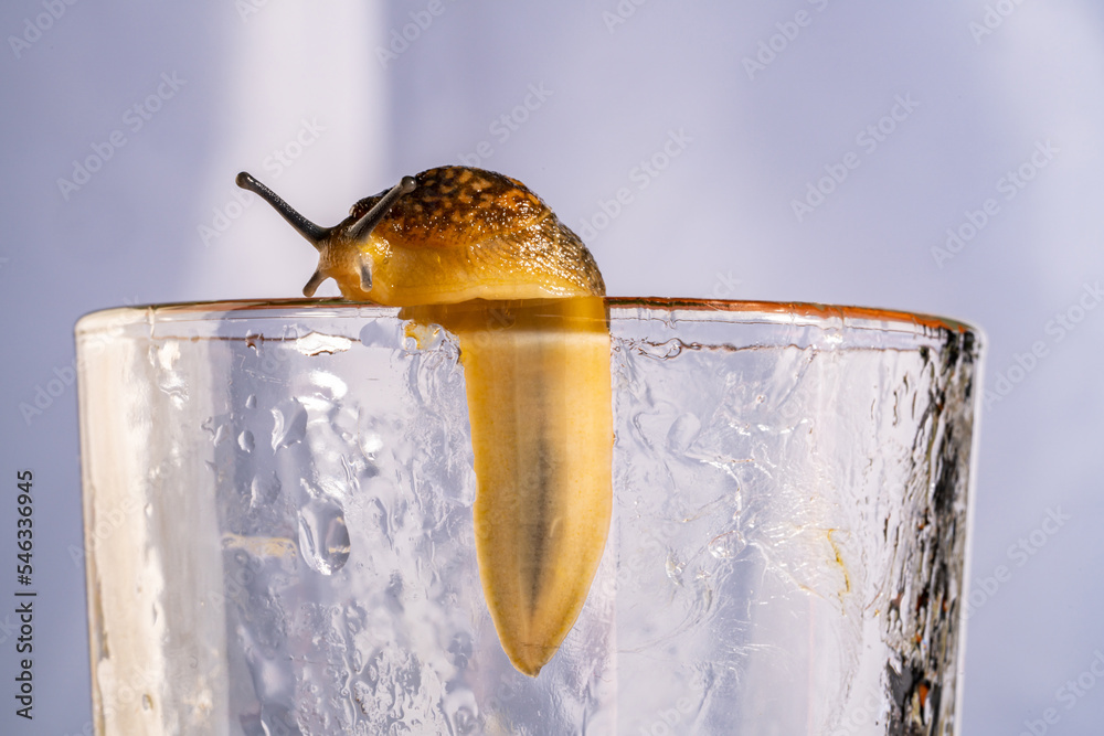 Large brown slug crawling on a transparent wet glass beaker. Spotted ...