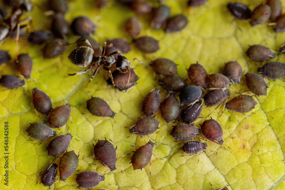 Foto de Ant and Black Bean Aphid Colony Close-up. Ant and Blackfly or ...