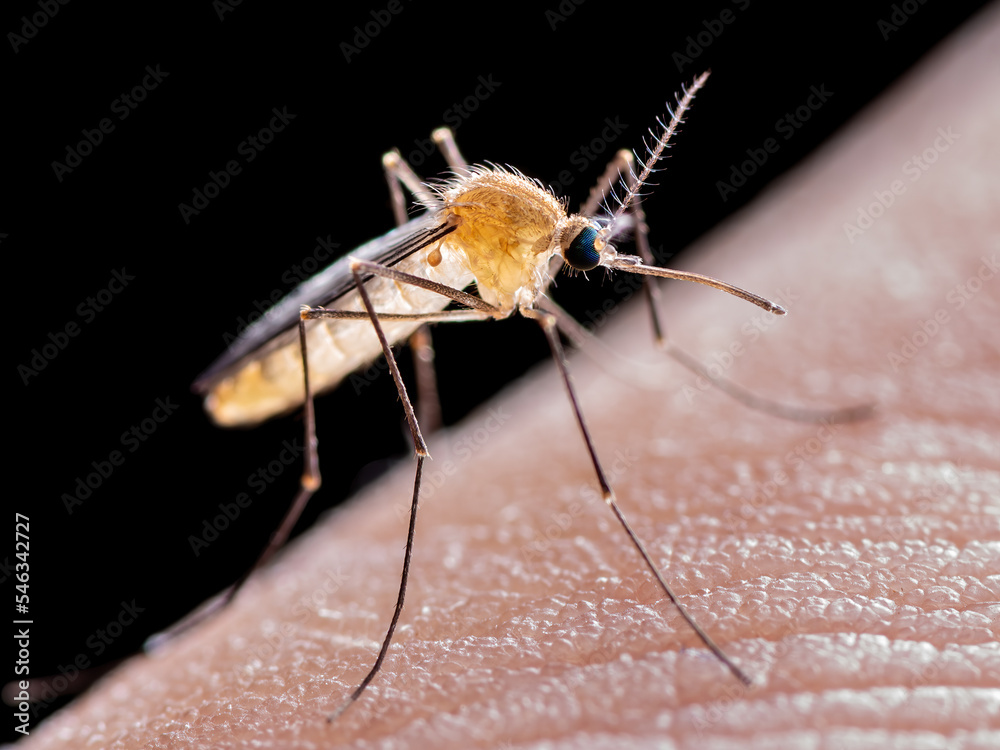 Malaria Infected Mosquito Bite. Leishmaniasis, Encephalitis, Yellow ...