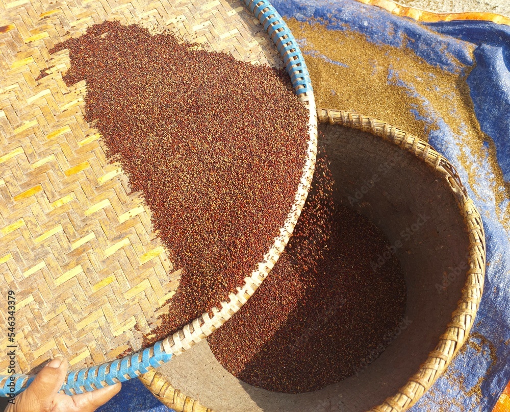 Foto de kodo millet in threshing basket and bamboo basket (doko) in ...