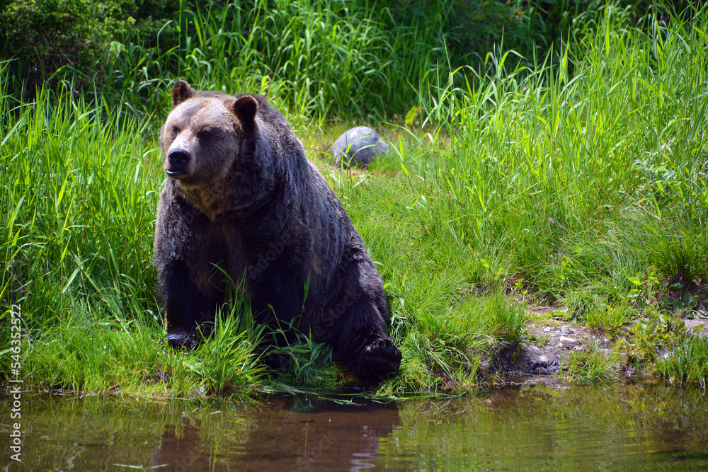 The grizzly bear also known as the silvertip bear, the grizzly, or the ...