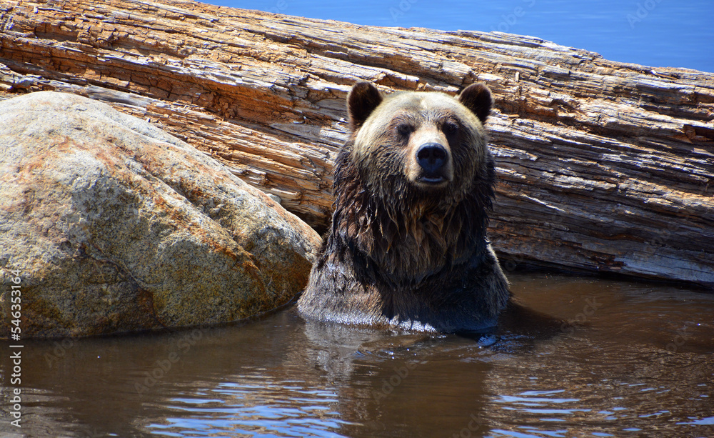 The grizzly bear also known as the silvertip bear, the grizzly, or the ...