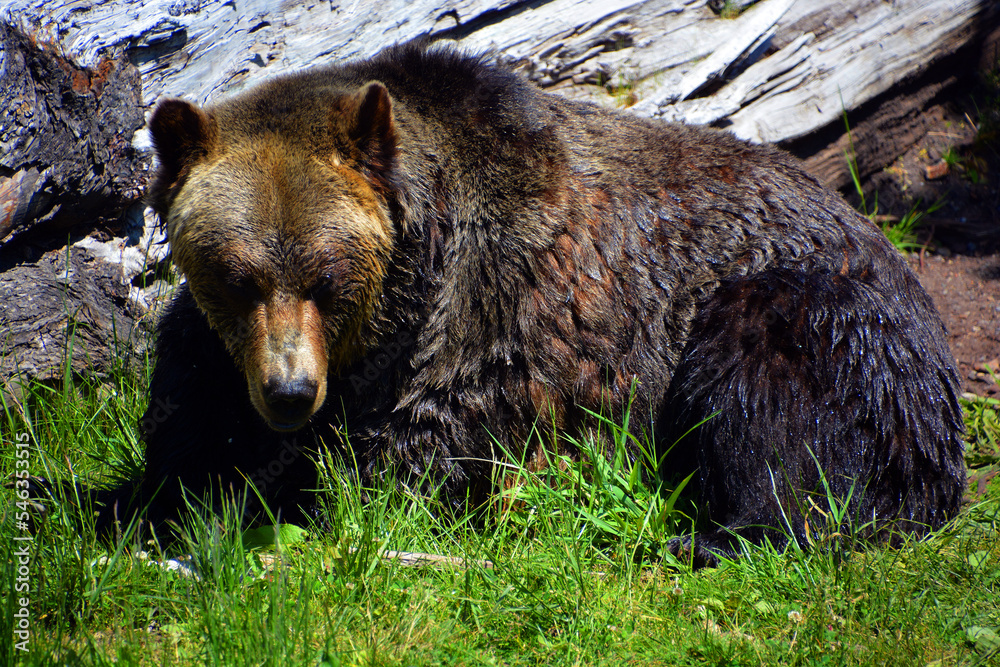 The grizzly bear also known as the silvertip bear, the grizzly, or the ...