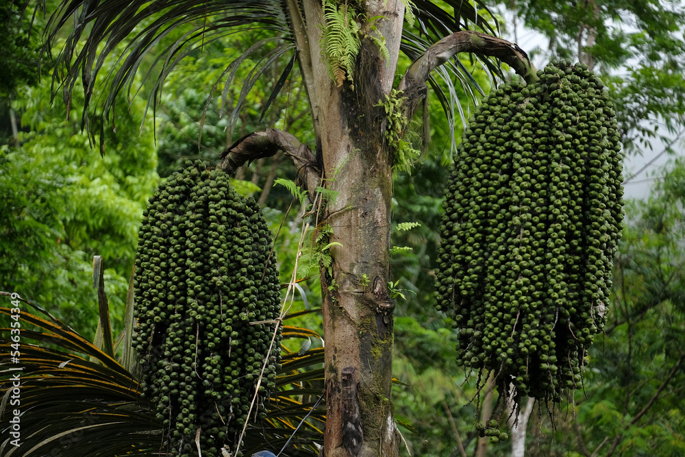 Enau or Aren (Arenga Pinnata) trees with thick fruit. The popular fruit ...