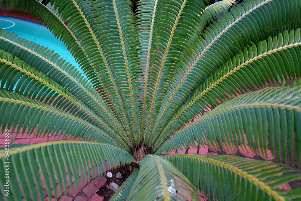 Beautiful top view of a palm tree brood boom cycad tree, showing the ...