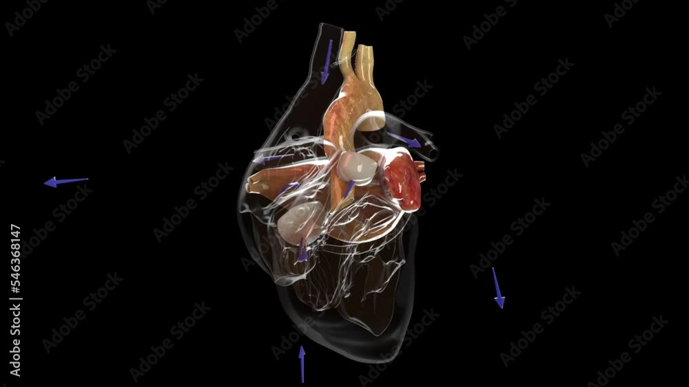 Shows the blood flow direction through the heart, red is oxygenated ...