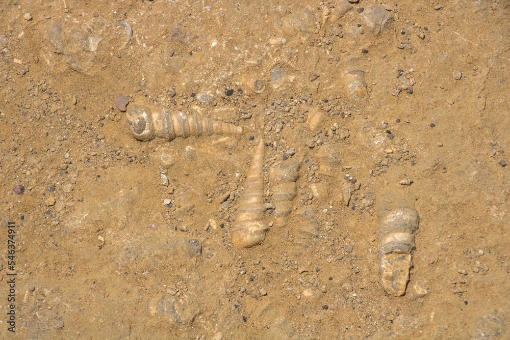 Spiral seashells of gastropod fossils embedded in rocky soil Stock ...