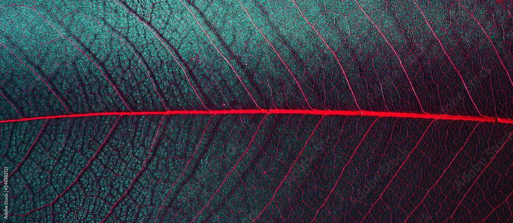 biophilic natural materials textured background. skeleton leaf template ...