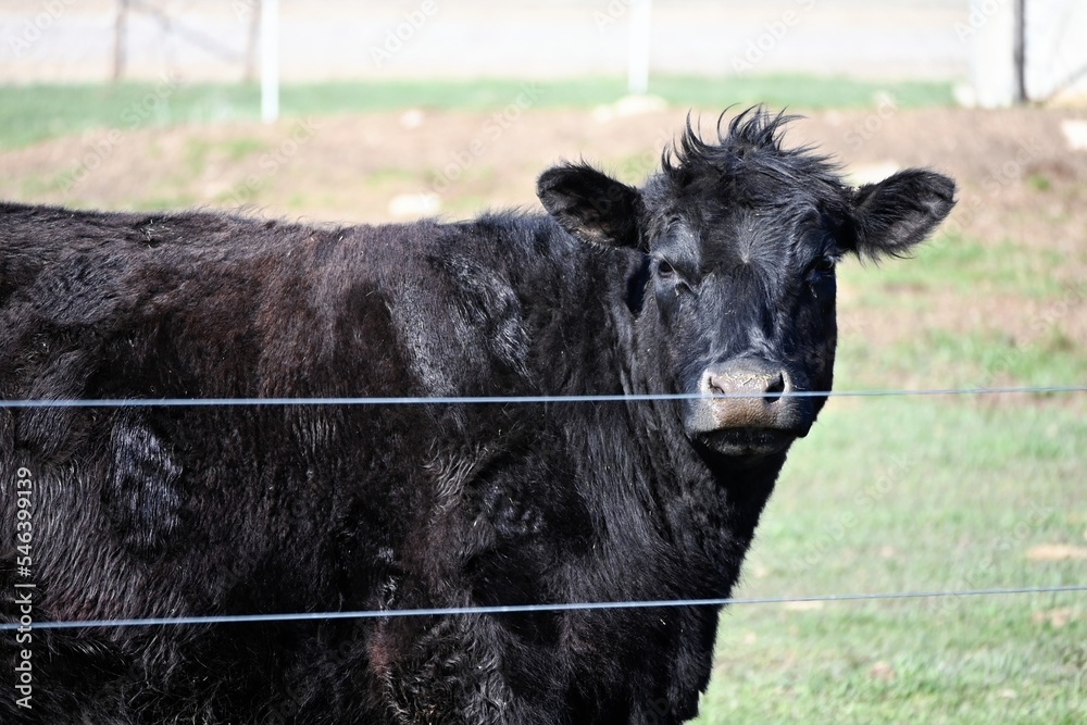 Angry Angus Bull Stock Photo | Adobe Stock