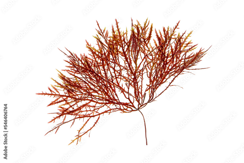 Red algae or Rhodophyta branch isolated transparent png Stock Photo ...