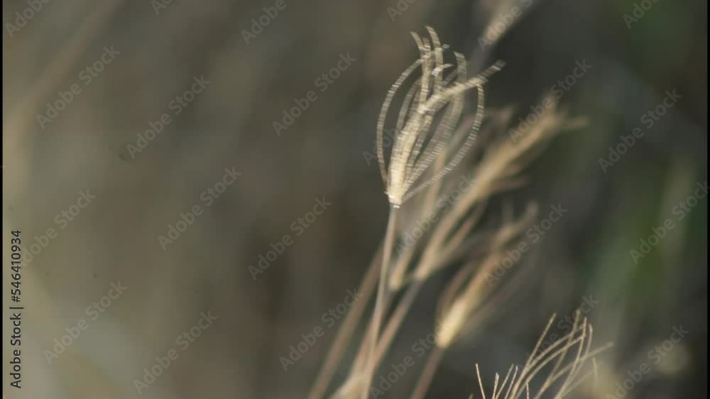grass in the wind, exploring nature, Videos For looping, Looping ...