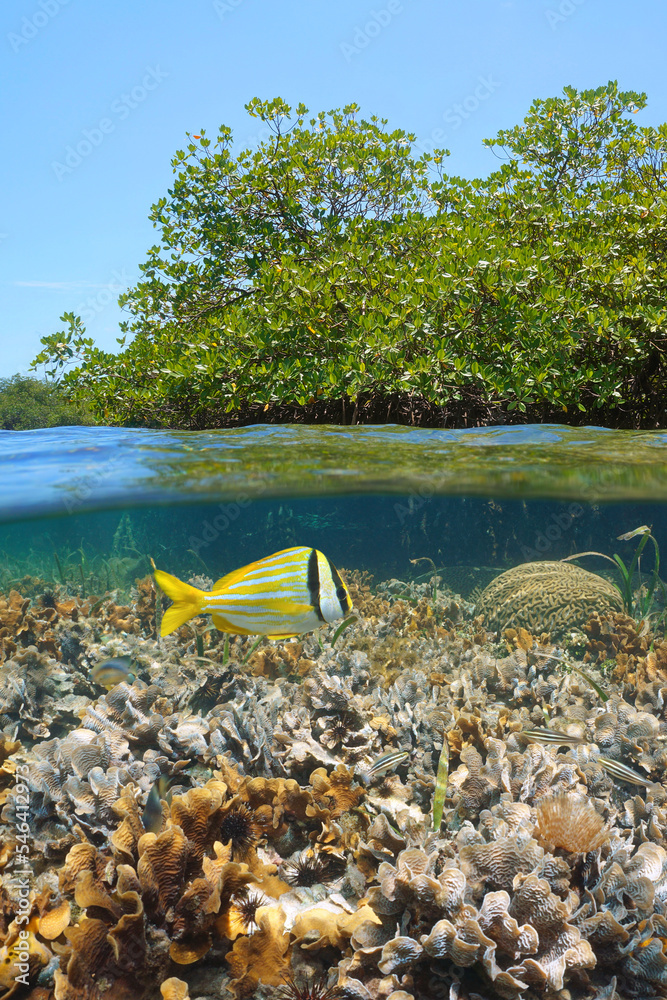 Mangrove tree and coral reef with fish underwater, Caribbean sea, split level view over and ...