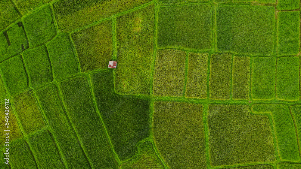 Aerial view of the green rice field and some trees, grew in different ...