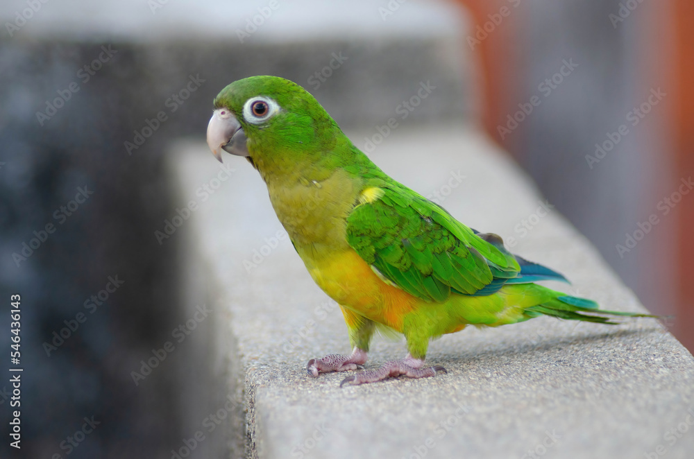 PERIQUITO DA CAATINGA, Eupsittula cactorum, PERIQUITO, PERIQUITO RICO ...