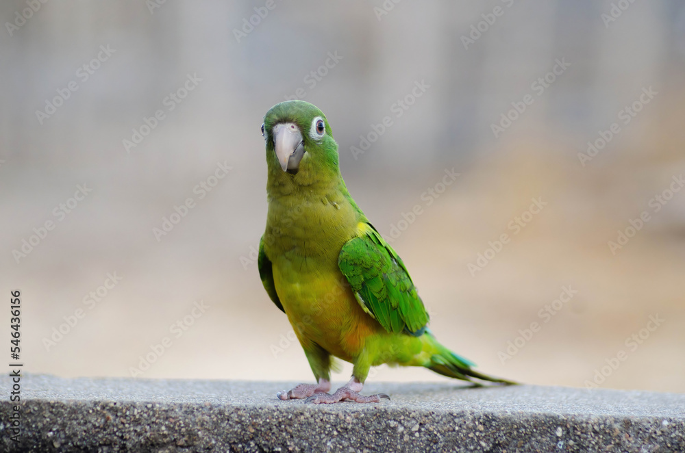 PERIQUITO DA CAATINGA, Eupsittula cactorum, PERIQUITO, PERIQUITO RICO ...
