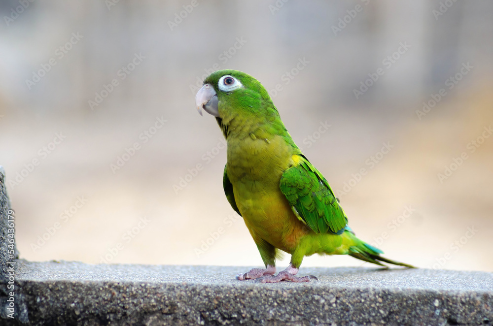 PERIQUITO DA CAATINGA, Eupsittula cactorum, PERIQUITO, PERIQUITO RICO ...