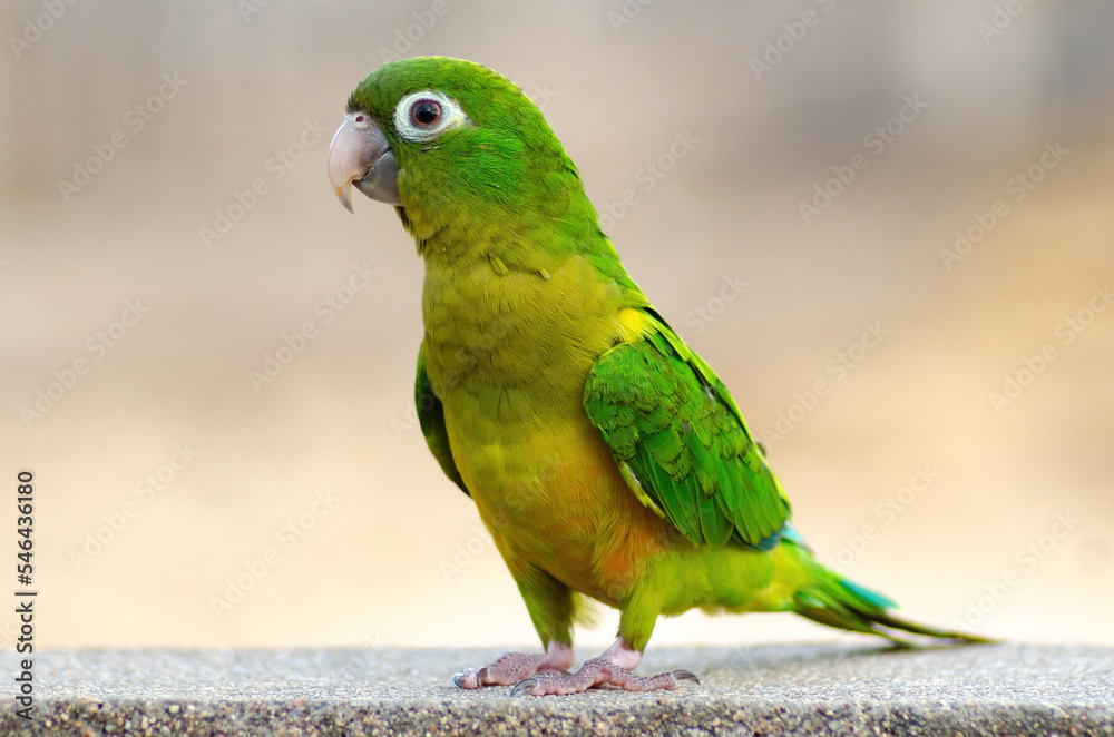 PERIQUITO DA CAATINGA, Eupsittula cactorum, PERIQUITO, PERIQUITO RICO ...