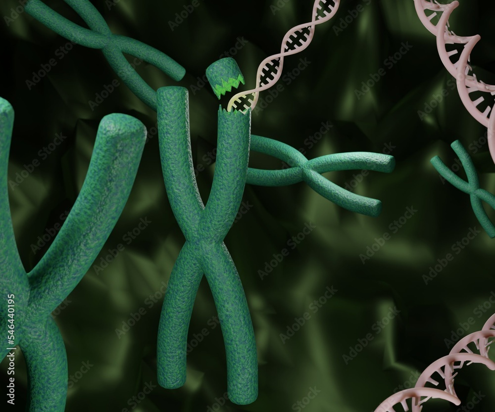 DNA inside of x chromosome. DNA strands and chromosome. Human genetic ...