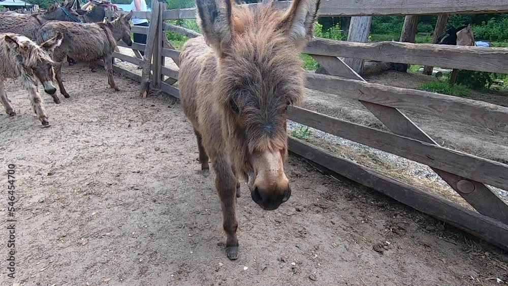 Brown small beautiful fluffy donkeys and adult donkeys near corral ...