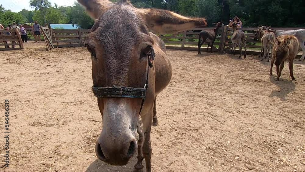 Adult pregnant female donkey comes up close and sniffs camera in ...