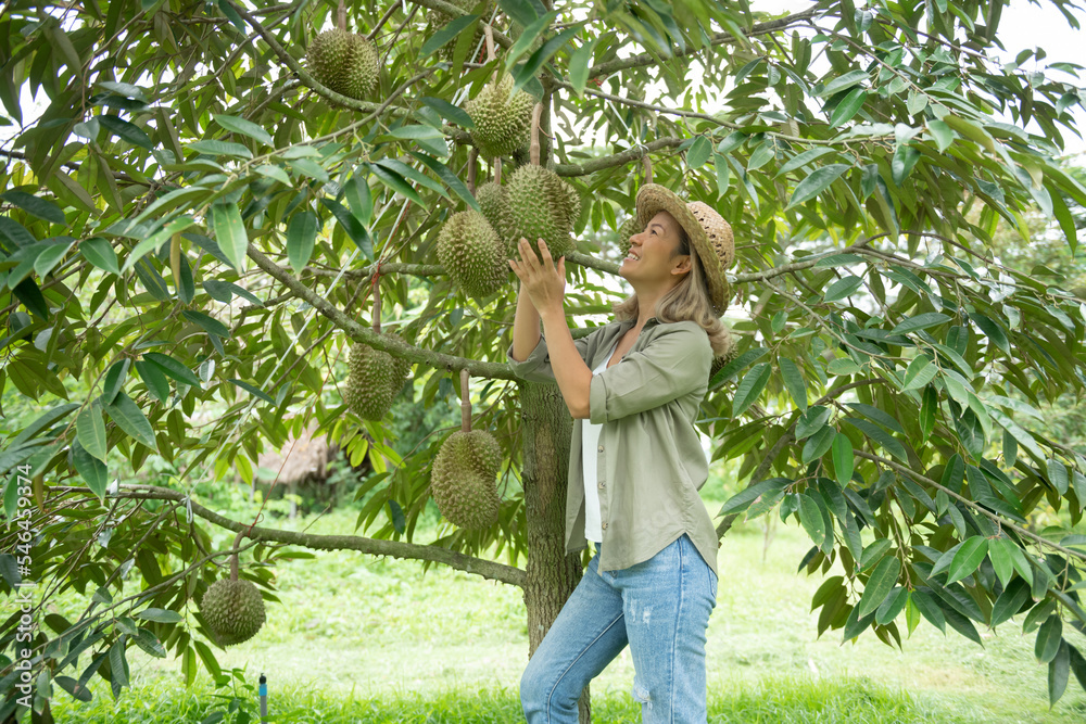 Happy young asian woman farmer holding durian in durian plantation ...