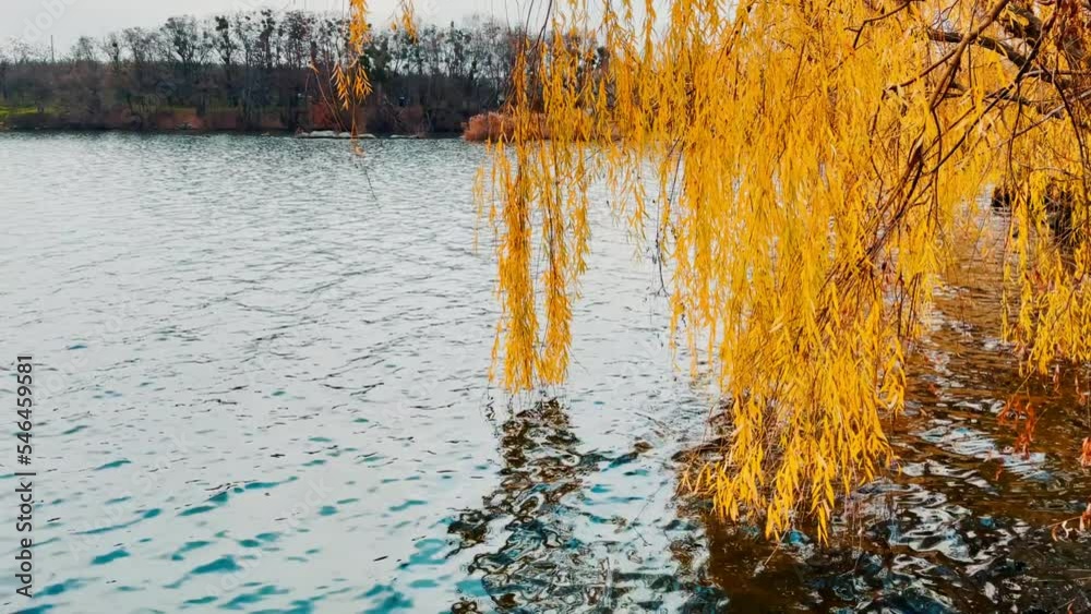 Yellow branches of weeping willow hanging over the river. Rugged ...