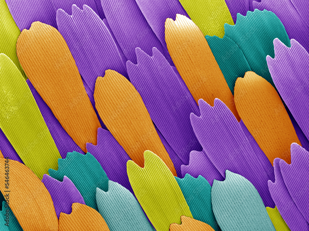Colorized scanning electron microscopy image of a butterfly wing Stock ...