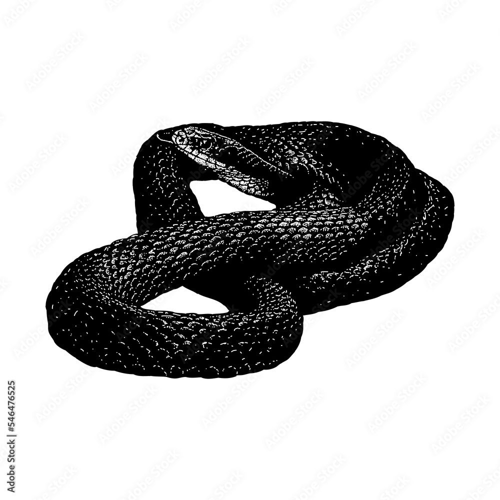 Eastern Racer Snake hand drawing vector illustration isolated on ...