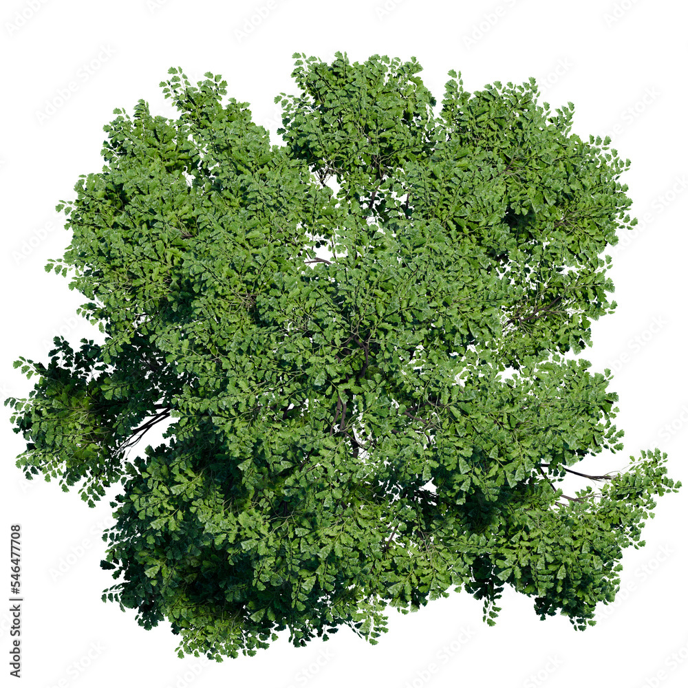 tree top view png high resuliton pack Stock Illustration | Adobe Stock