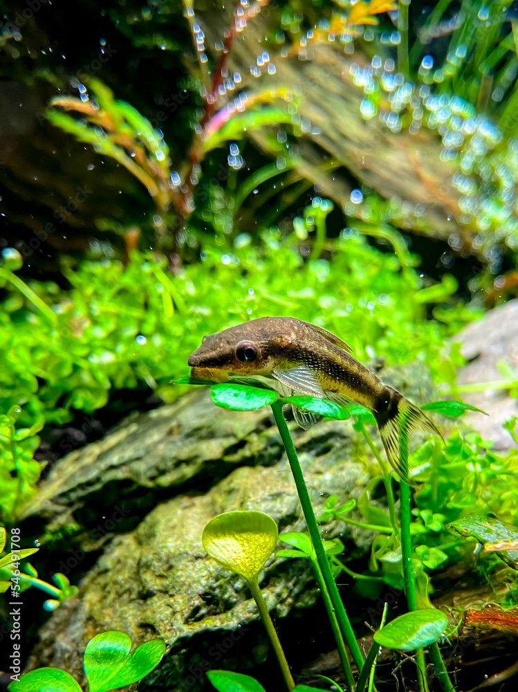 Otocinclus affinis in aquarium - one of the smallest known suckermouth ...