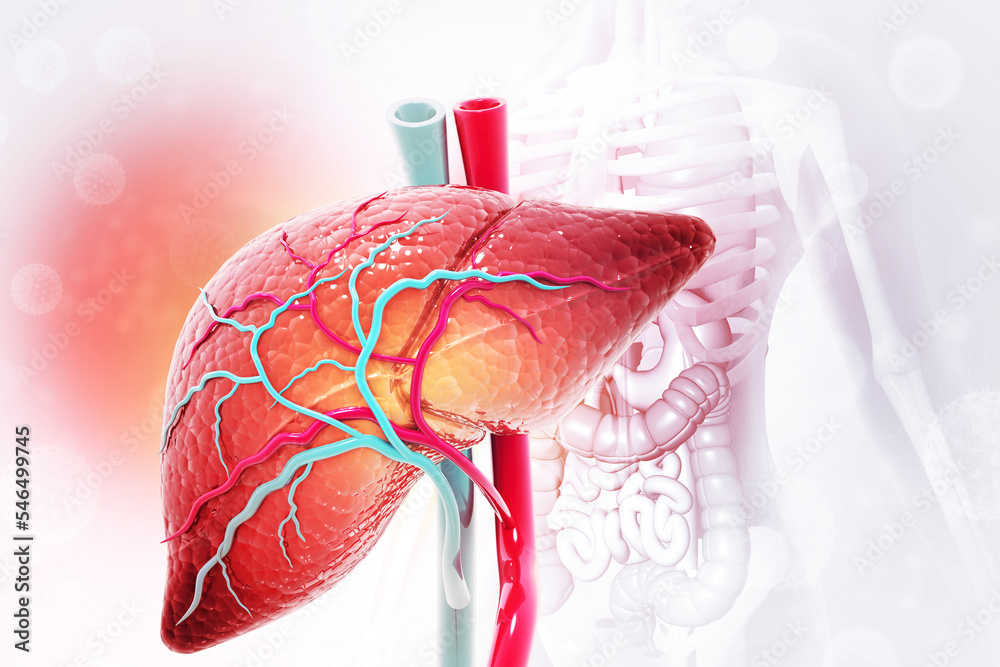 Human liver anatomy structure, 3d illustration Stock Illustration ...